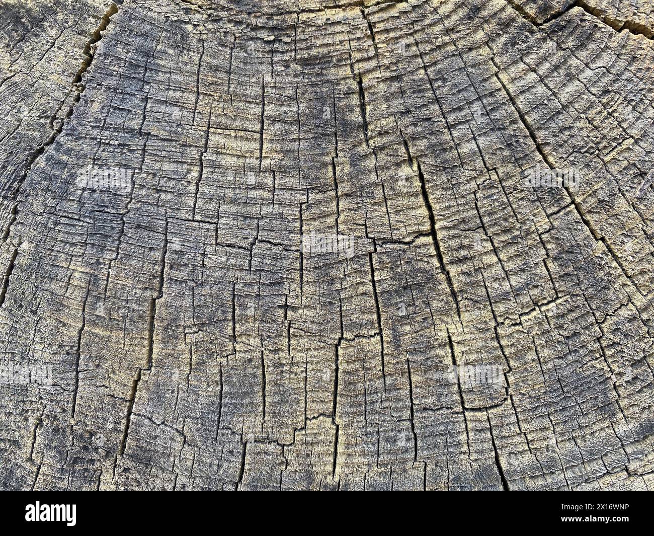 Old tree trunk background texture Stock Photo - Alamy