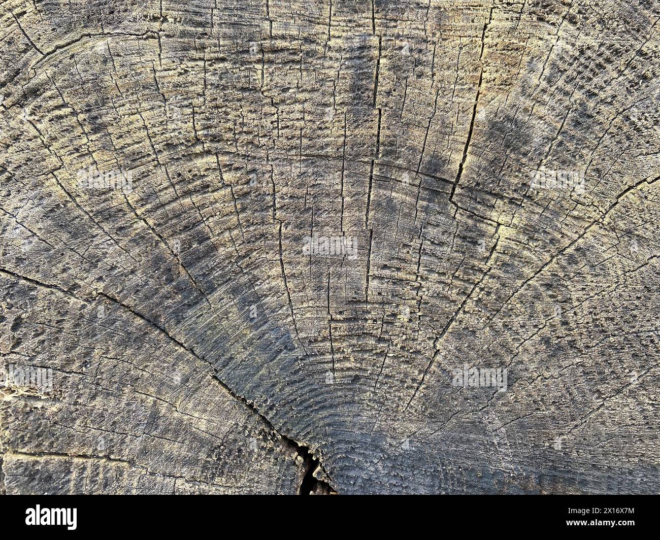 Old tree trunk background texture Stock Photo - Alamy