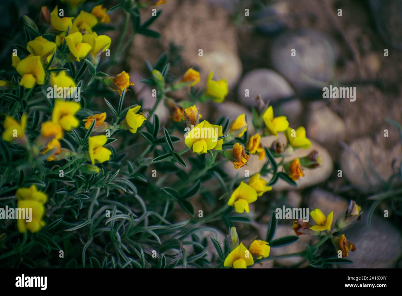 Group of yellow flowers hi-res stock photography and images - Alamy