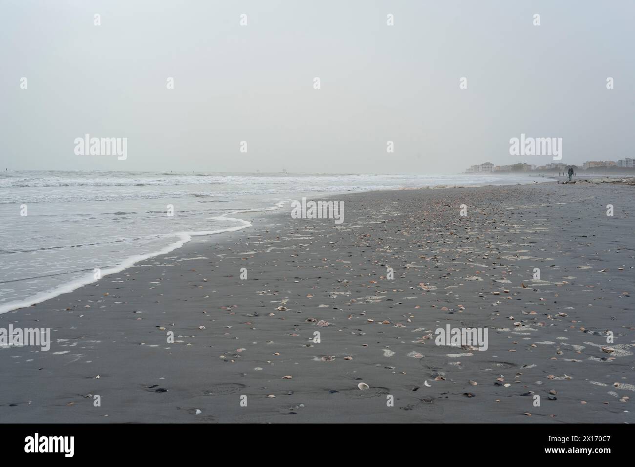 A beach with a gray sky and many seashells brought by the storm, the ...