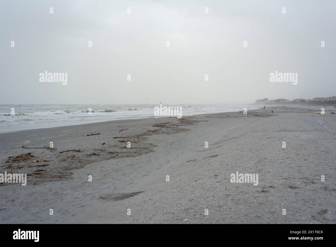 A beach with a gray sky and many branches and trunks brought by the ...