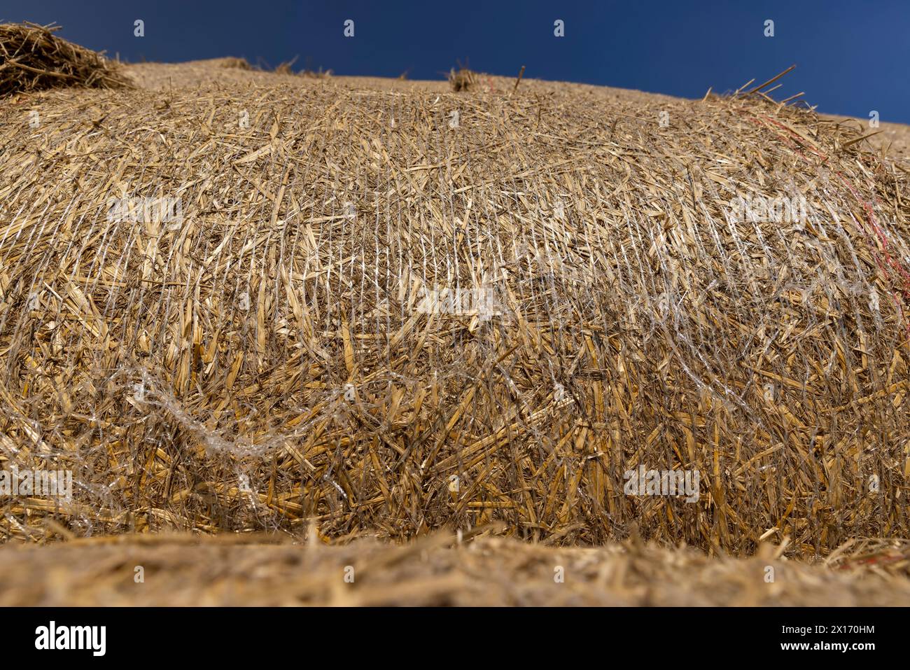 wheat straw collected in stacks after grain harvest, yellow straw from ...