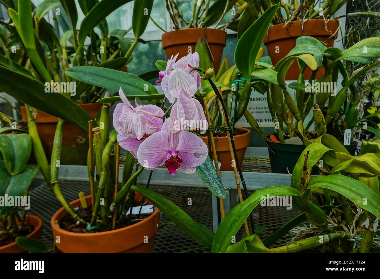Beautiful Greenhouse Orchids in Spring Stock Photo - Alamy
