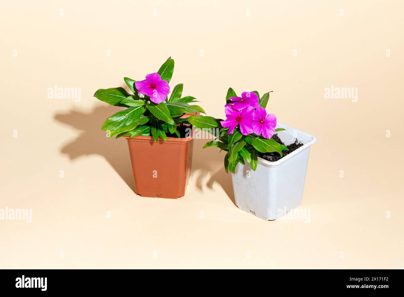 Two pink flowers in flower pots on a beige background. Home garden ...