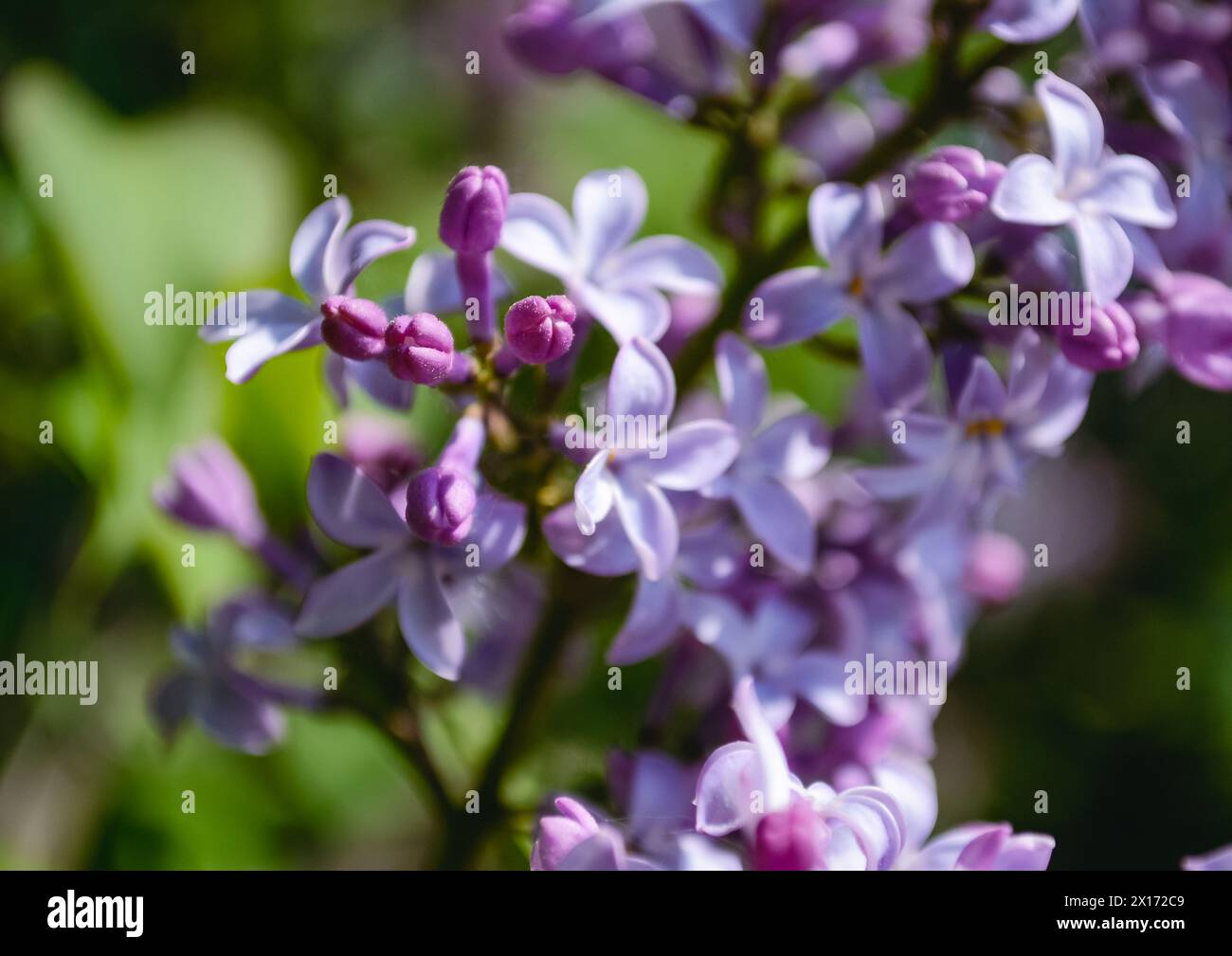 Closeup of purple lilac buds against the background of open petals and ...