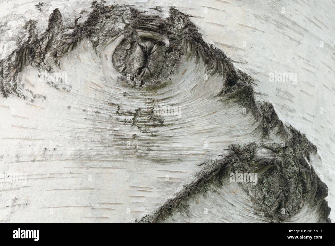 White birch bark, Betula pendula, silver birch texture, repeating ...