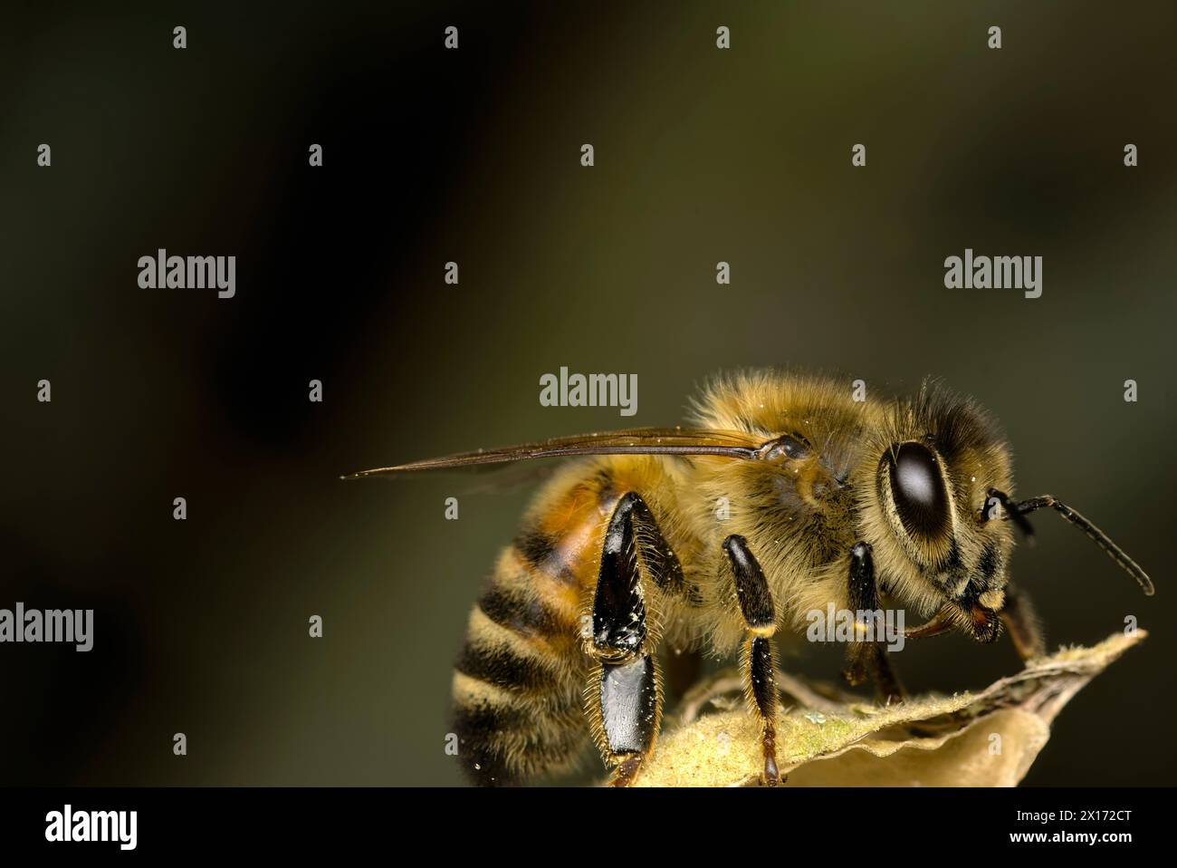 Single honeybee (apis mellifera) sitting on a leaf, macro photography ...
