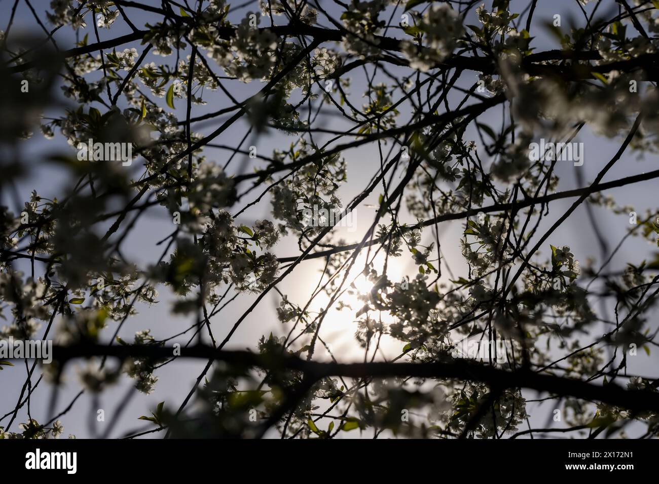 cherry blossoms in spring in sunny weather, cherry blossoms in the ...
