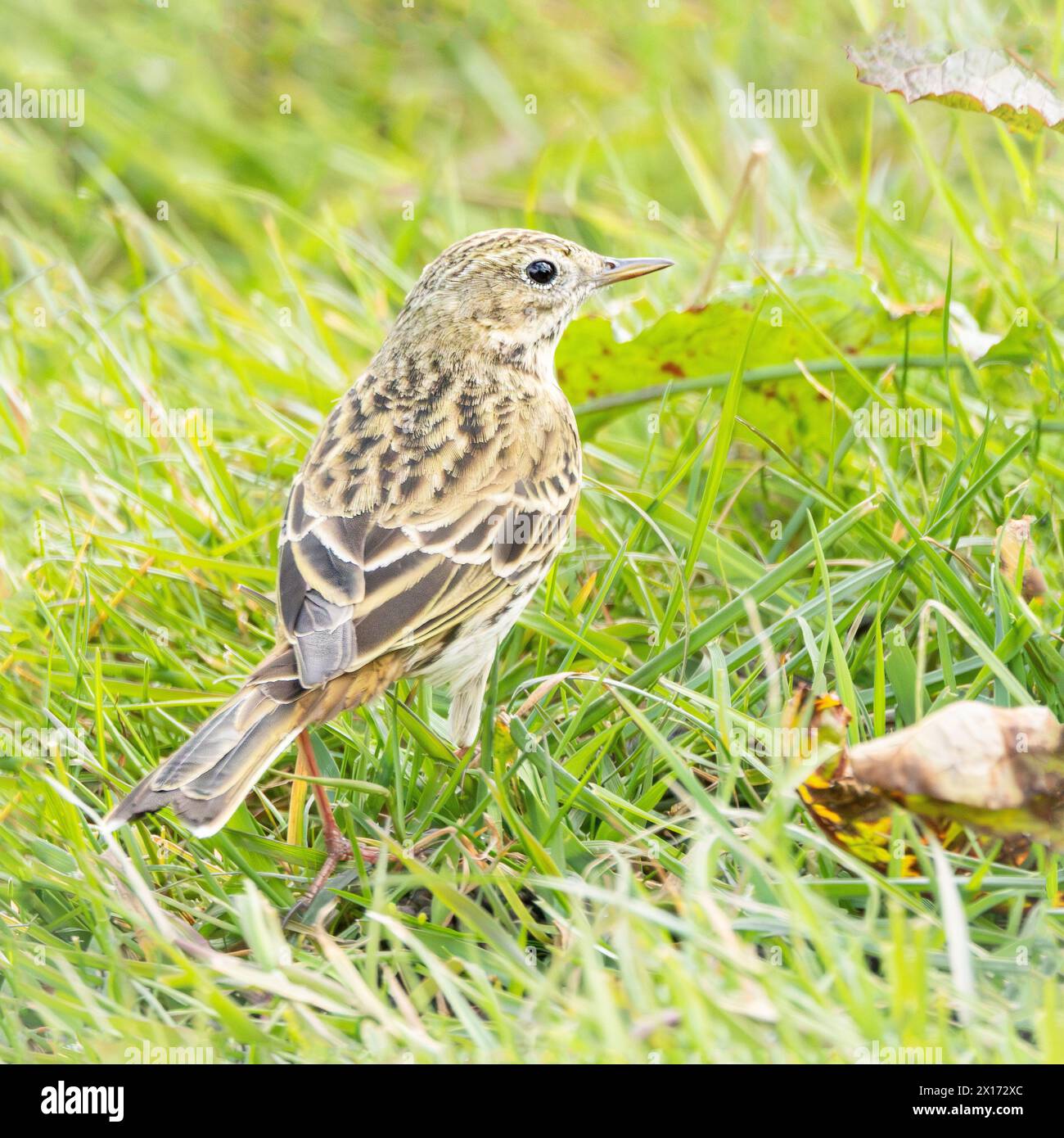 Meadow Pippet, hopping along in Grass and Marshland in Norfolk, UK ...