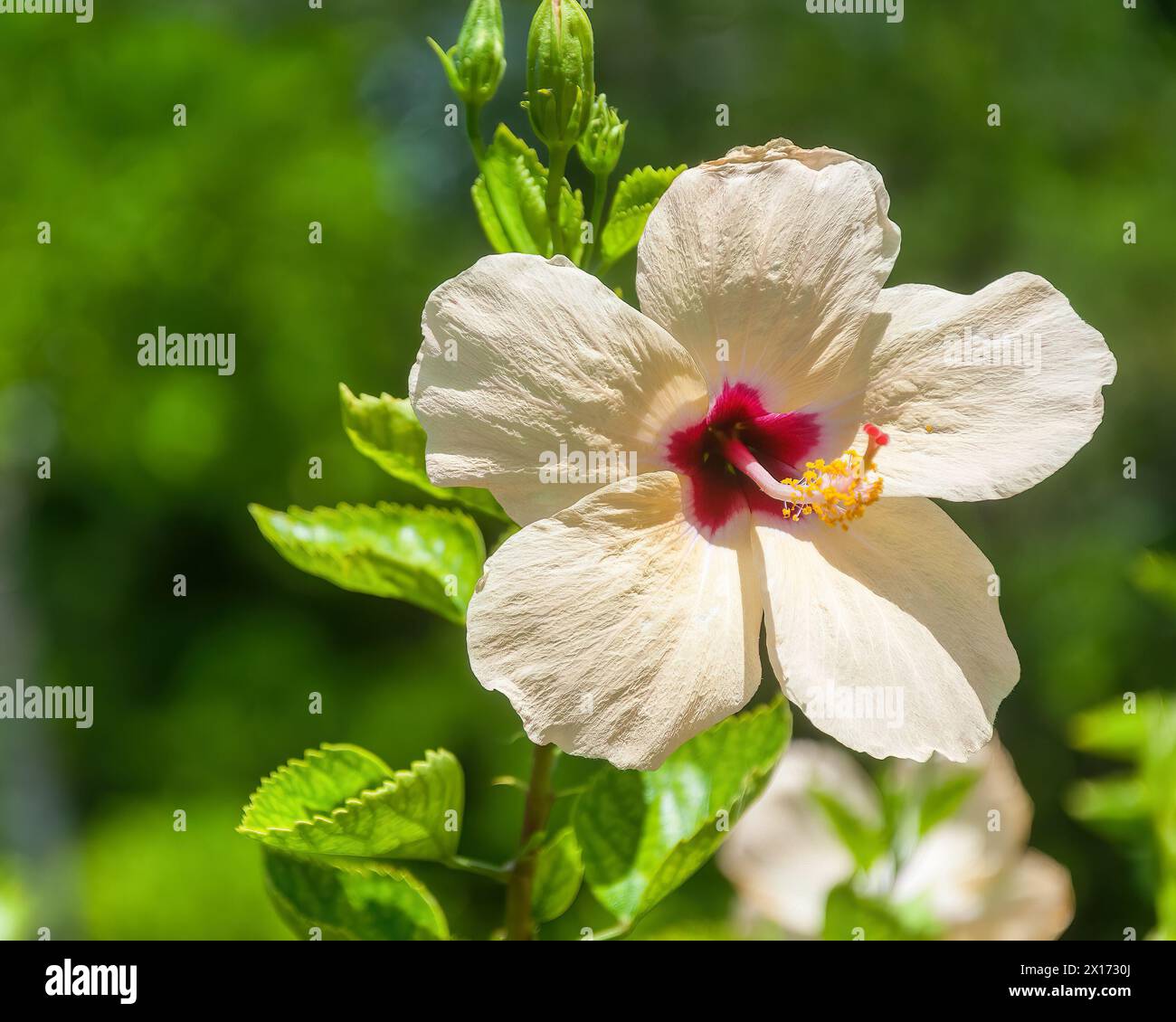 Flor de mar pacifico hi-res stock photography and images - Alamy