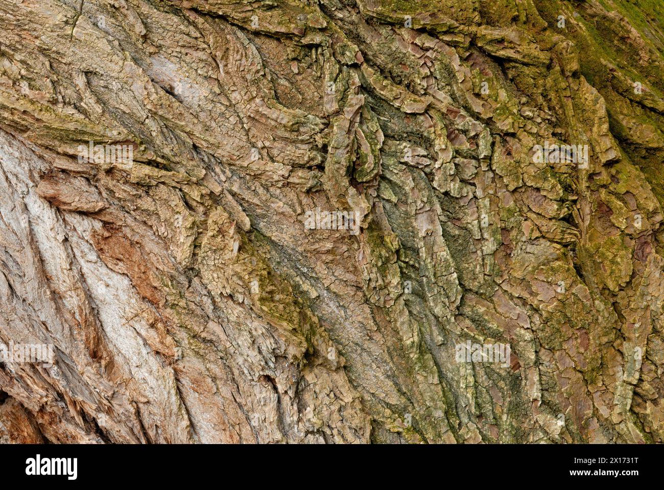 Poplar, Populus bark, wood texture, close up. With a thin layer of moss ...