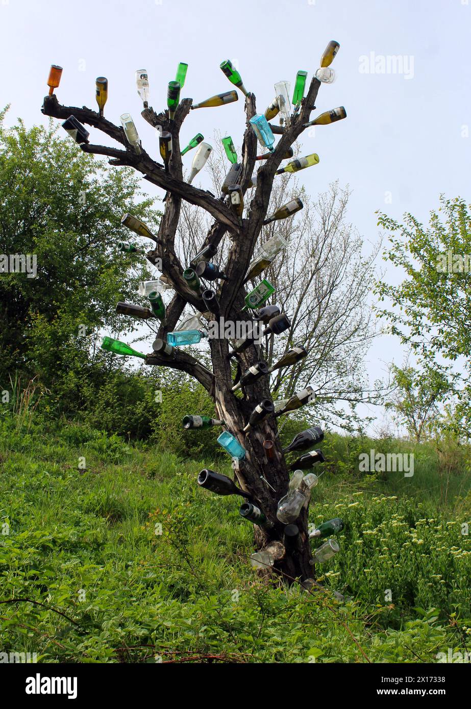 A curious alcoholic tree (arbor alcoholicus), which has alcohol bottles ...