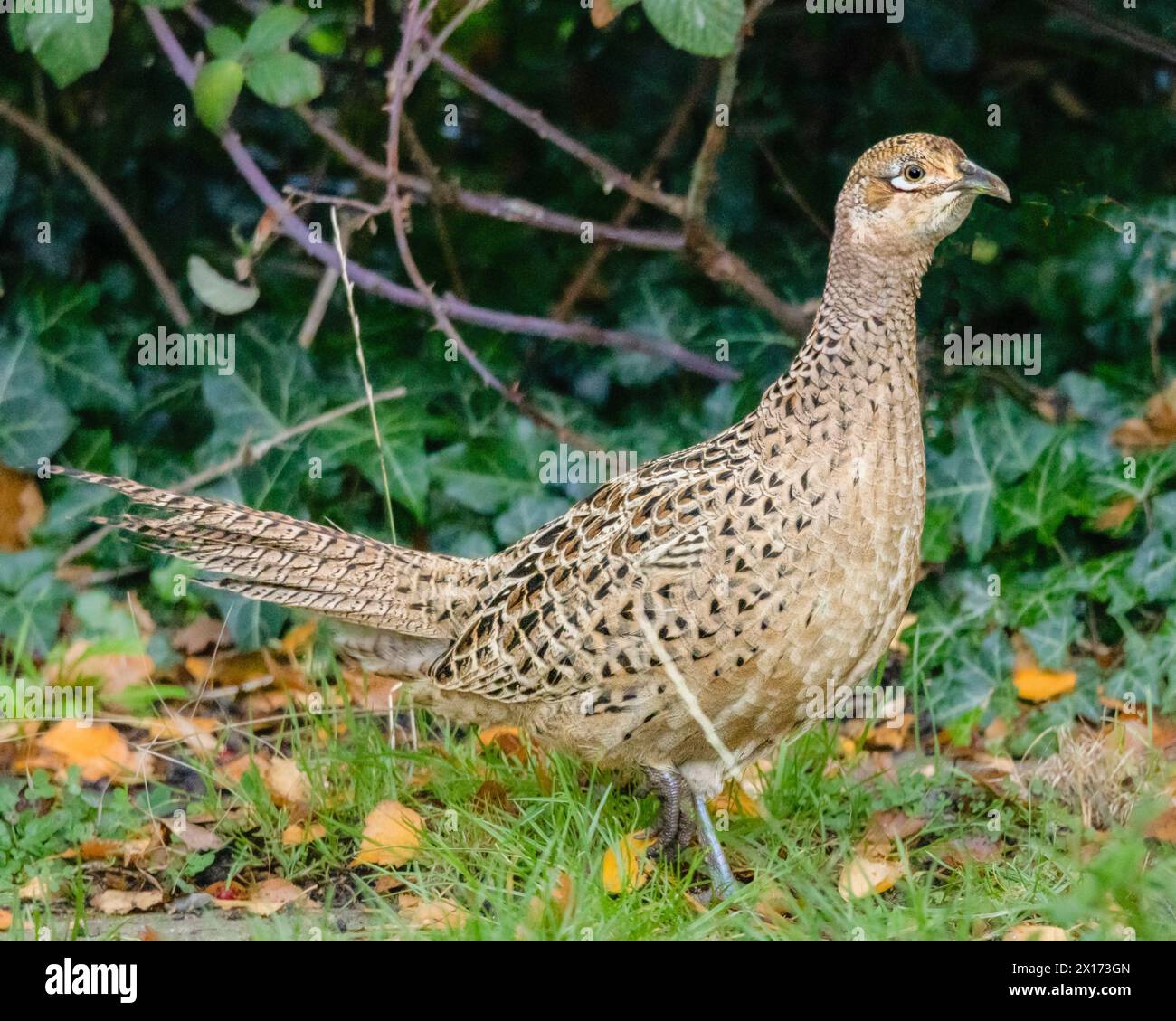 Male and female pheasants hi-res stock photography and images - Alamy