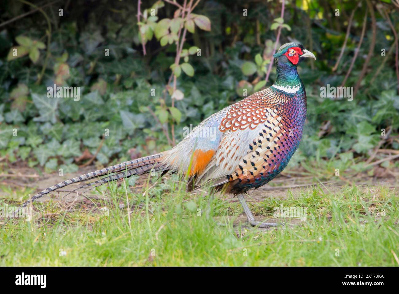 Male and female pheasants hi-res stock photography and images - Alamy