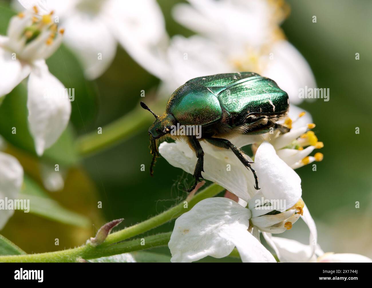 rose chafer, green rose chafer, Goldglänzender Rosenkäfer, Cétoine ...