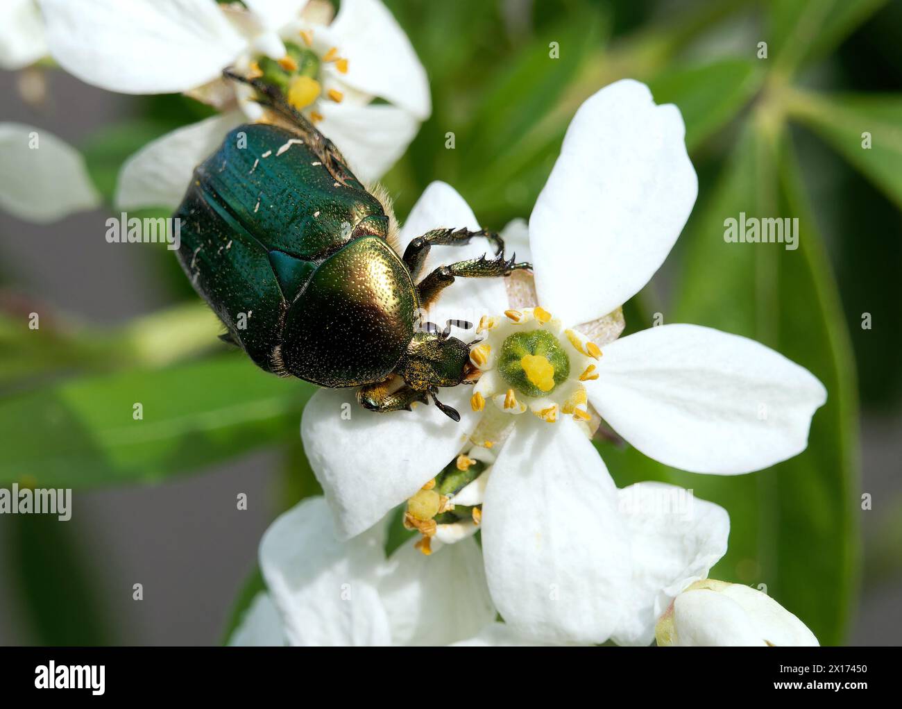 rose chafer, green rose chafer, Goldglänzender Rosenkäfer, Cétoine ...