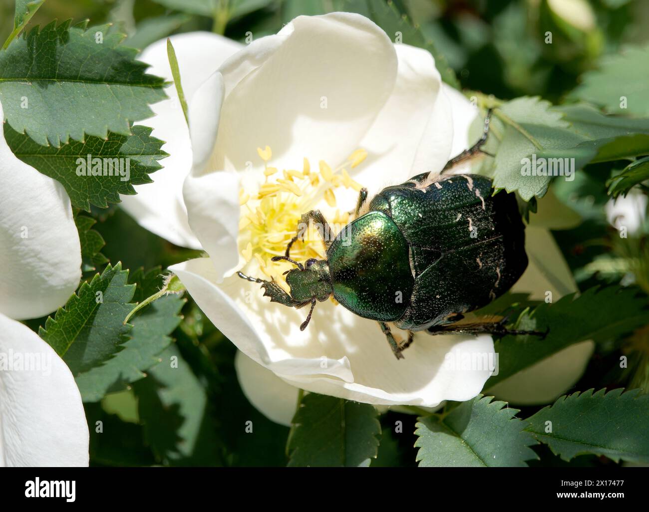 rose chafer, green rose chafer, Goldglänzender Rosenkäfer, Cétoine ...