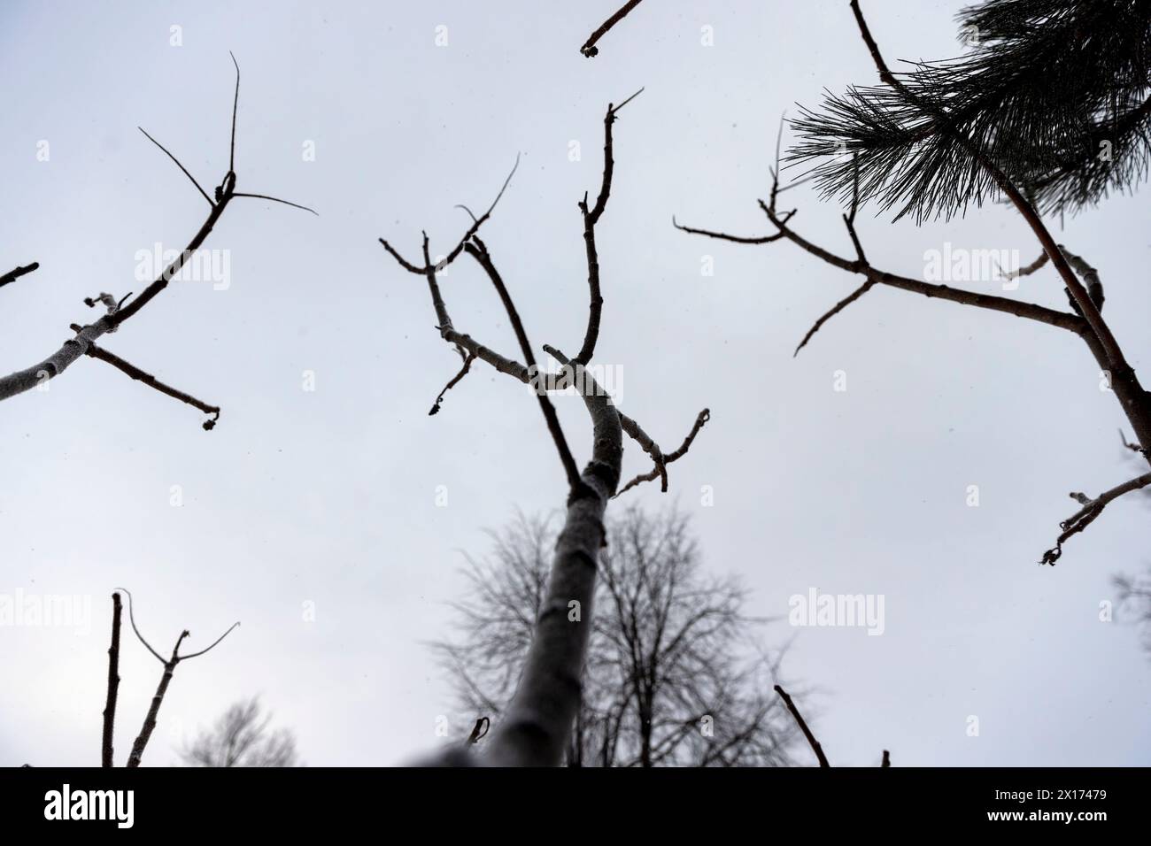 branches of a sumac tree in winter, a sumac tree without foliage during ...
