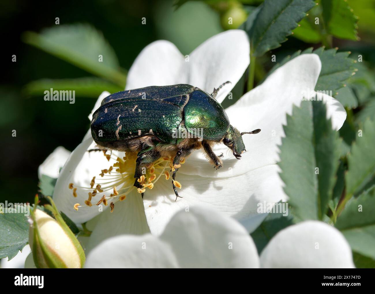 rose chafer, green rose chafer, Goldglänzender Rosenkäfer, Cétoine ...