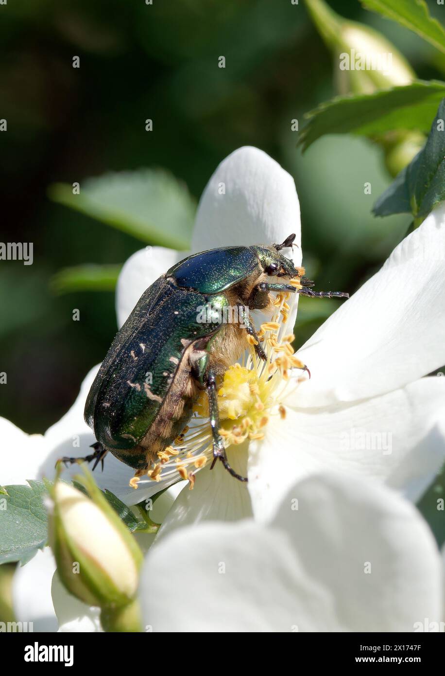 rose chafer, green rose chafer, Goldglänzender Rosenkäfer, Cétoine ...