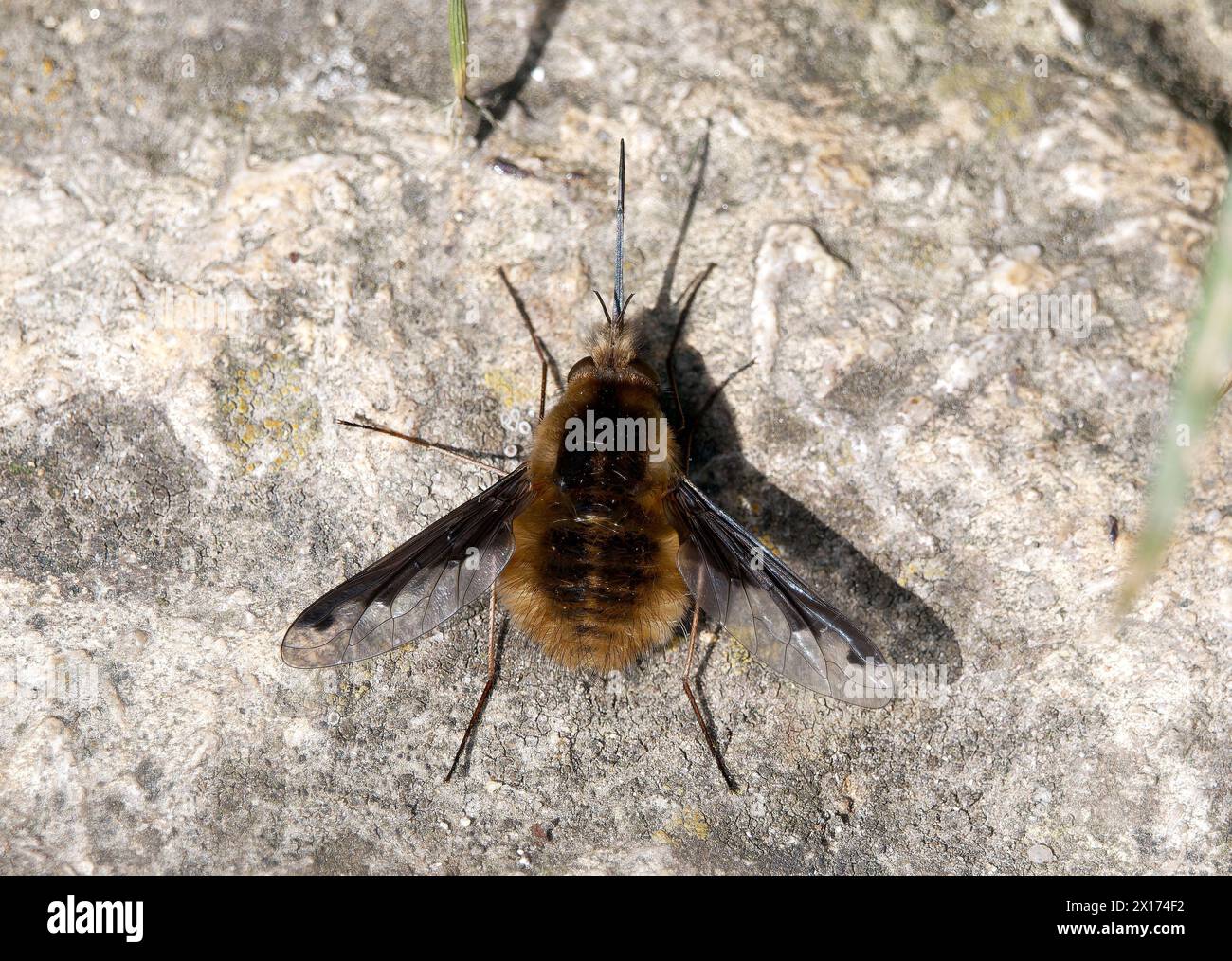 large bee-fly, dark-edged bee-fly, Großer Wollschweber, grand bombyle ...