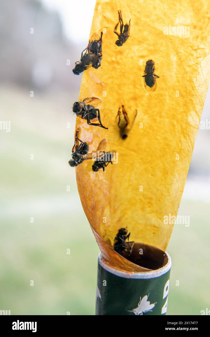 Toxic glue hi-res stock photography and images - Alamy