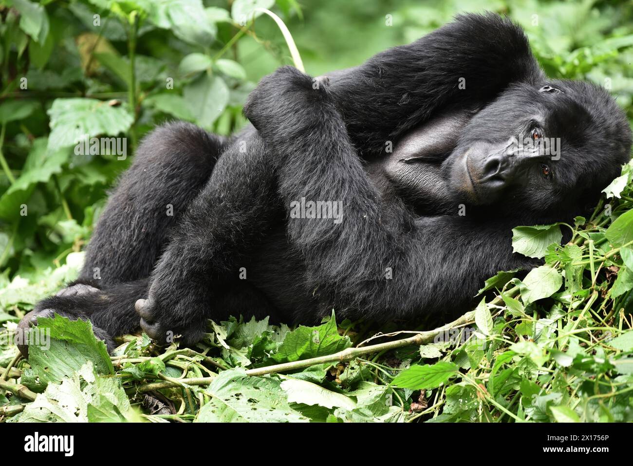In the heart of Uganda's Bwindi Impenetrable Forest, a solitary gorilla ...
