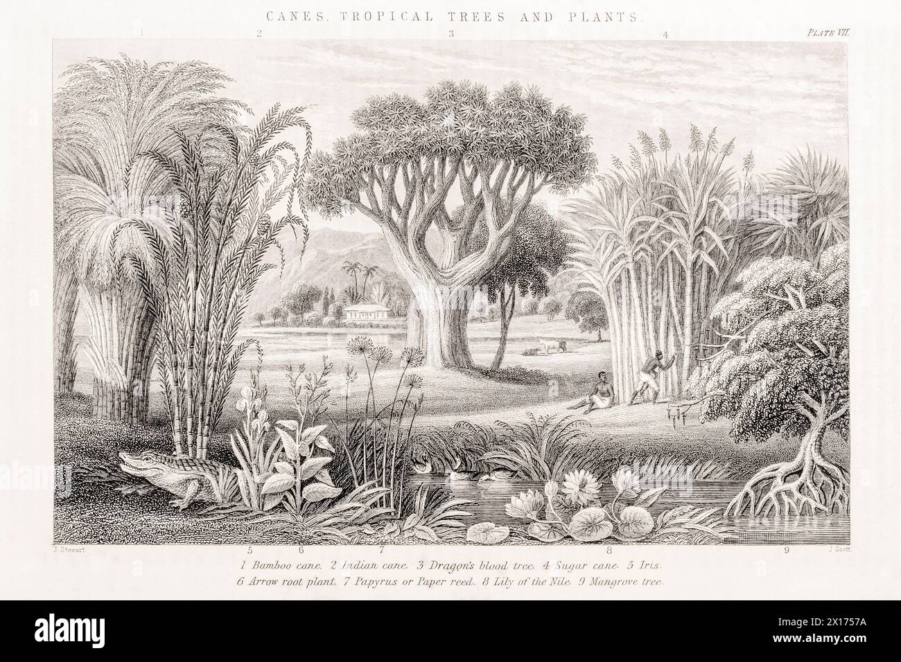 1872 Victorian botanical picture in William Rhind: Canes, Tropical ...