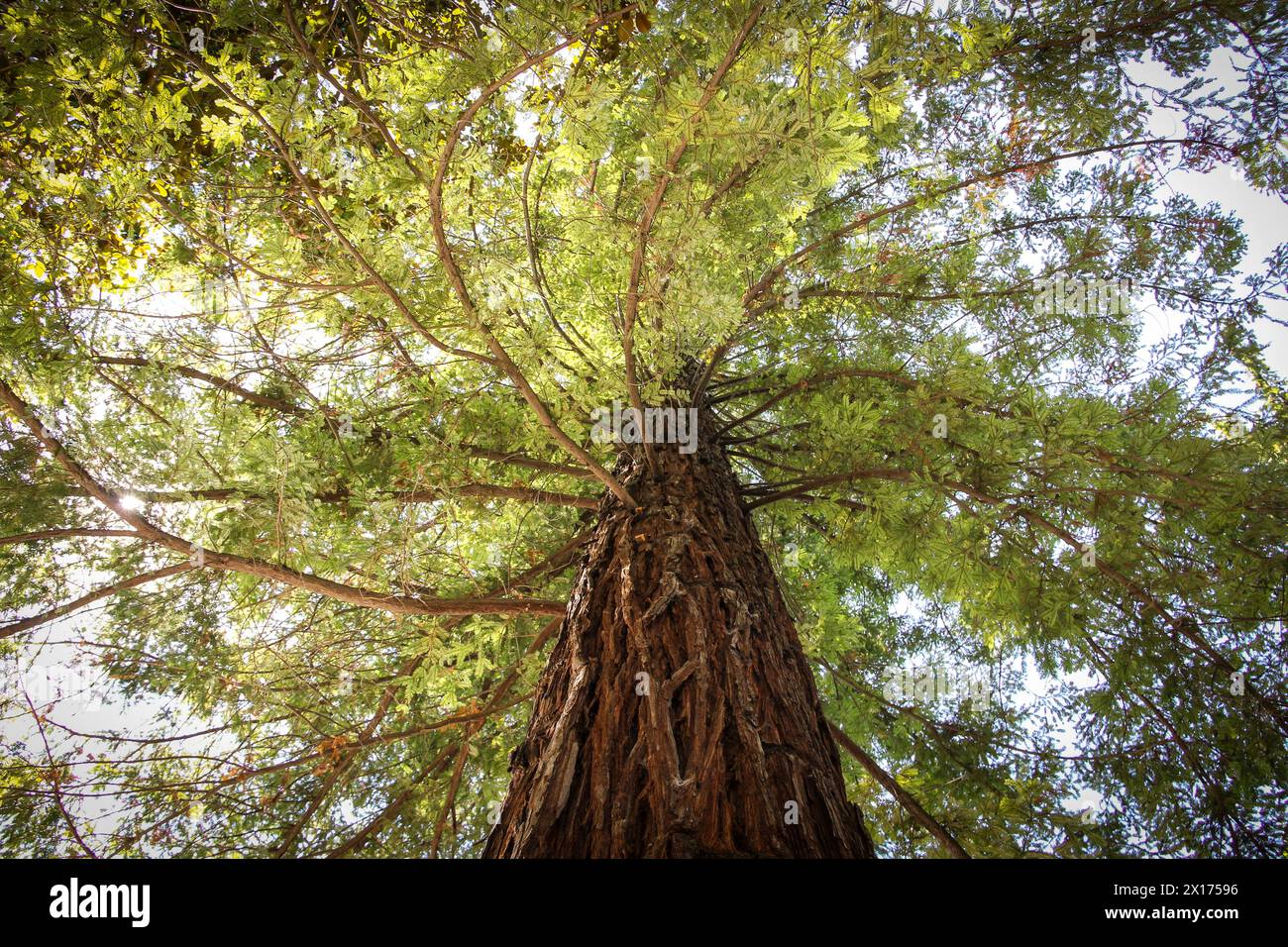 Tree branches seen from hi-res stock photography and images - Alamy