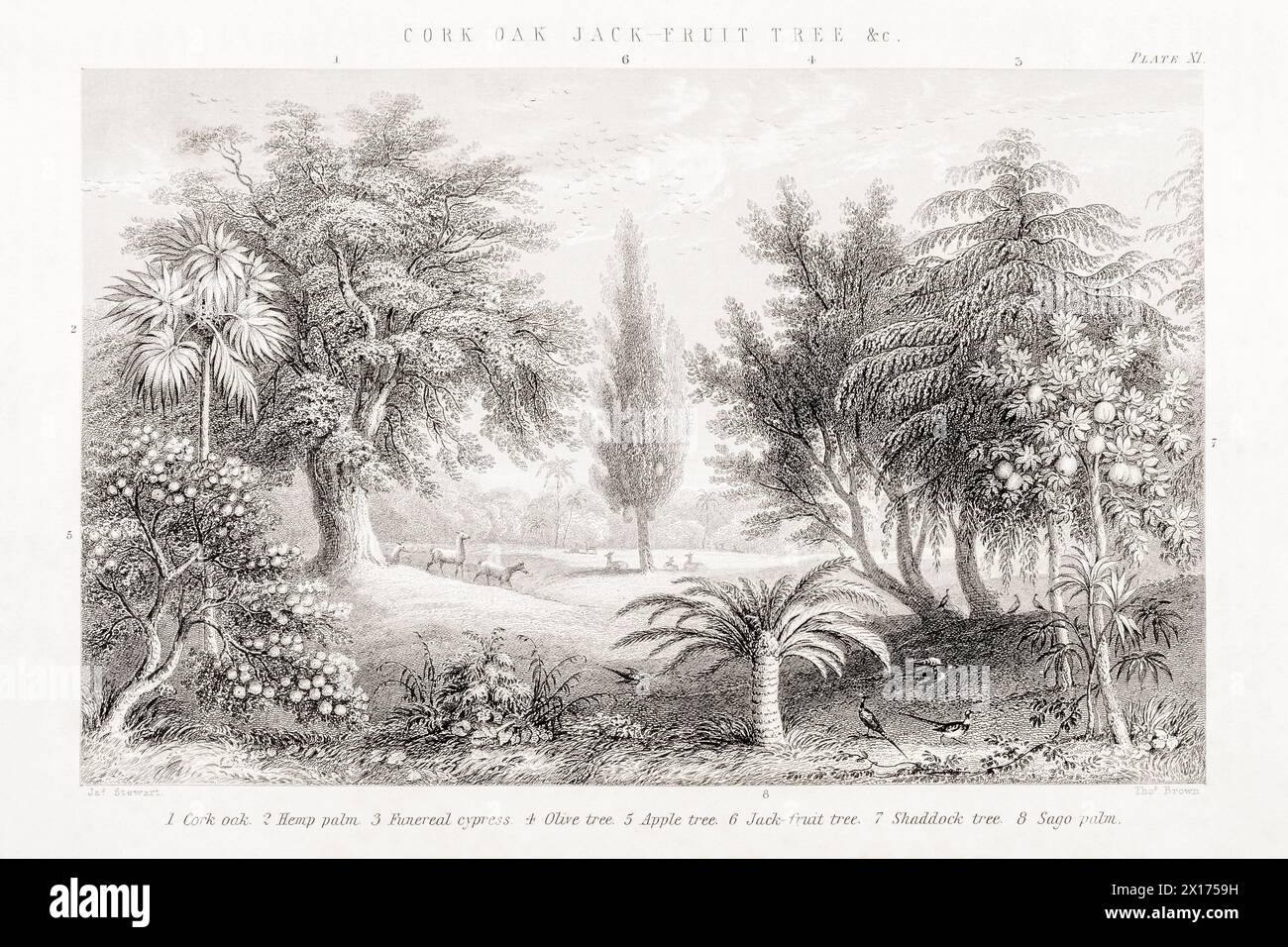 1872 Victorian botanical picture in William Rhind: Cork Oak & Jack ...