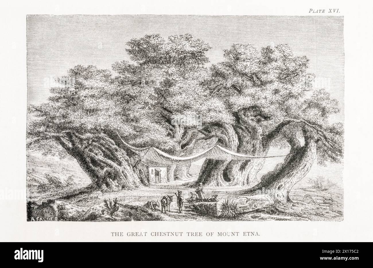 1872 Victorian botanical picture in William Rhind: The Great Chestnut ...