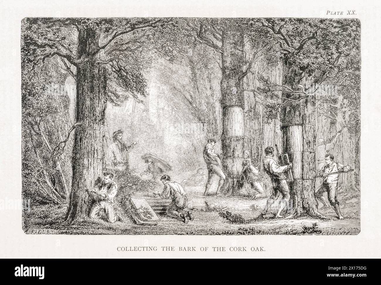 1872 Victorian botanical picture in William Rhind: Collecting Bark of ...