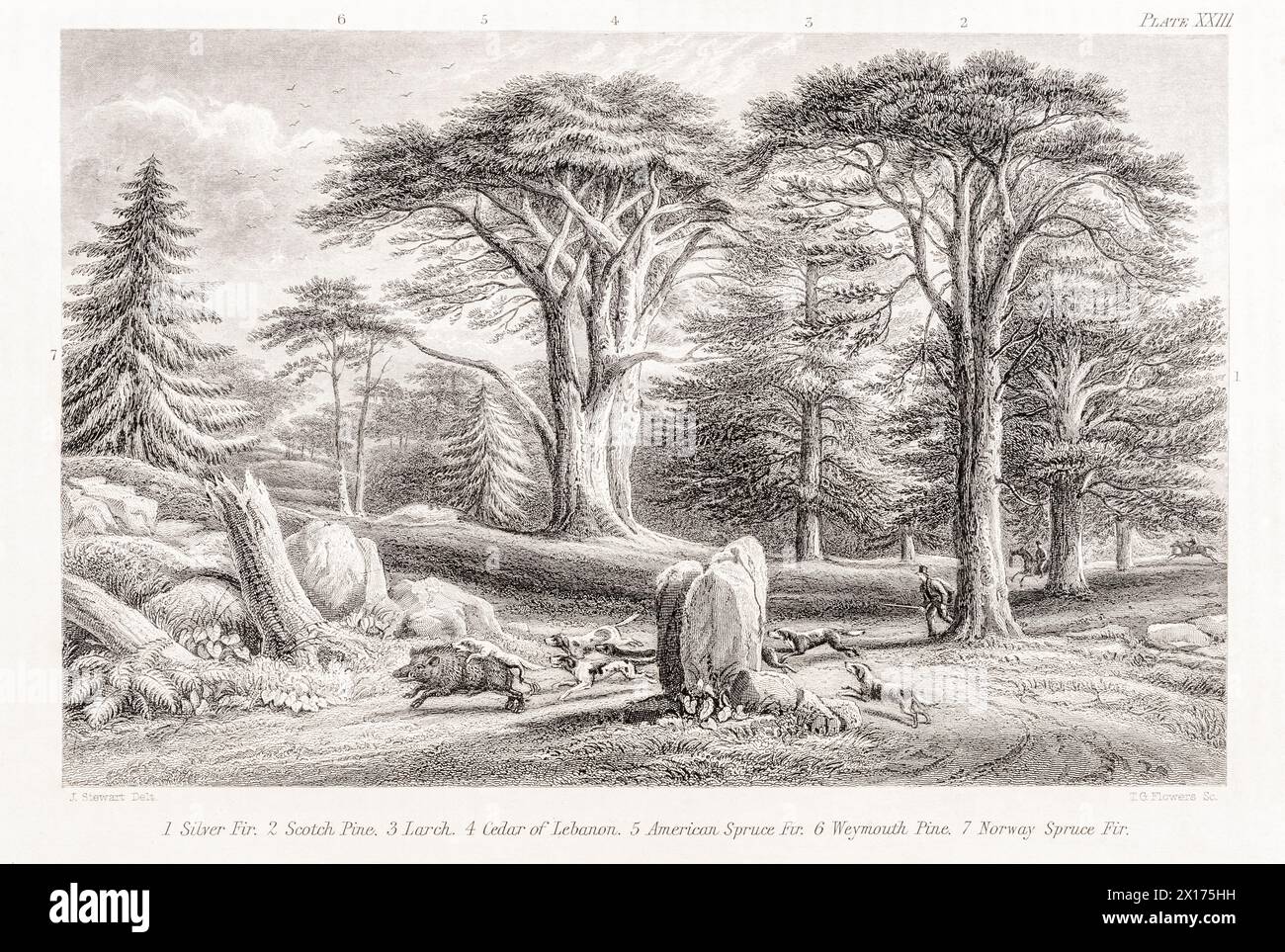 Old botanical engraving from William Rhind's History of the Vegetable ...