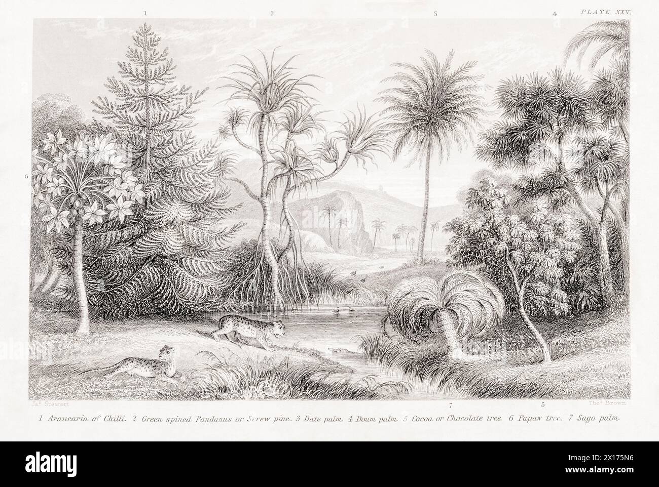 1872 Victorian botanical picture in William Rhind: Araucaria Screw-Pine ...