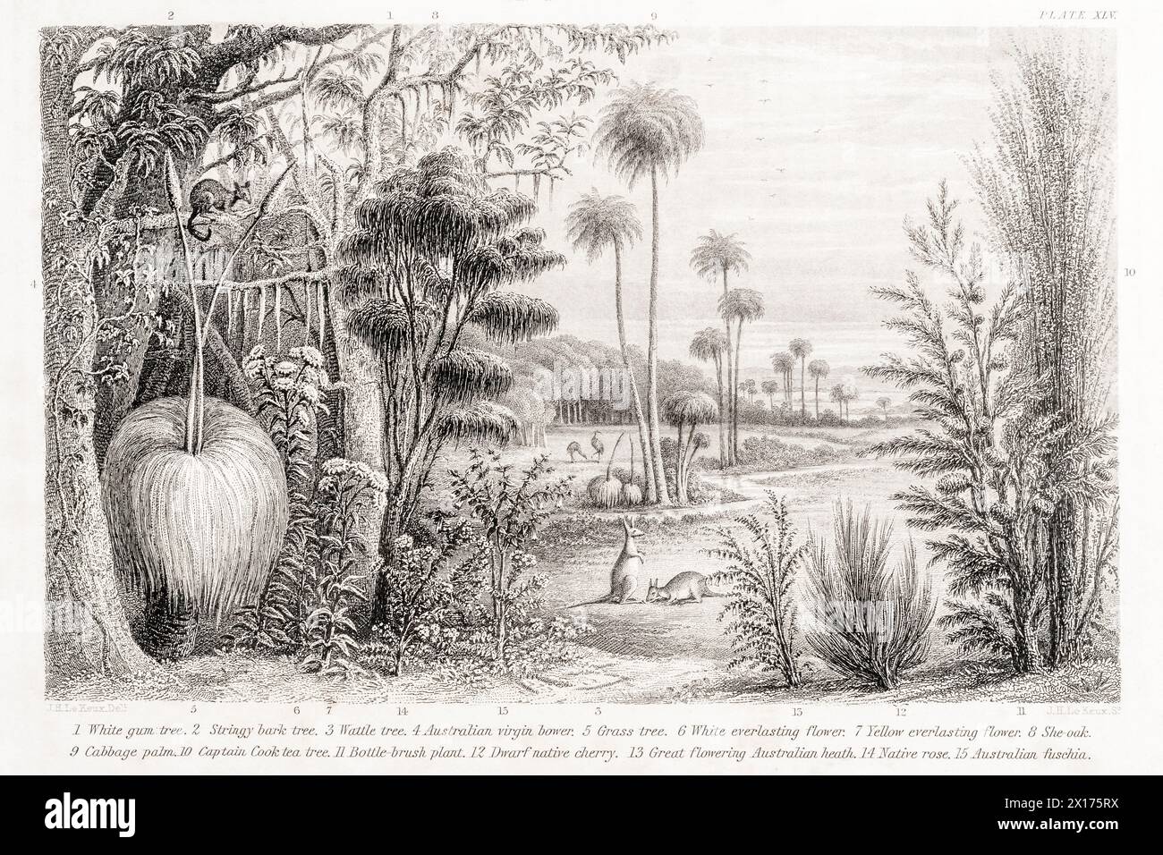 1872 Victorian botanical picture in William Rhind: Australian Trees ...