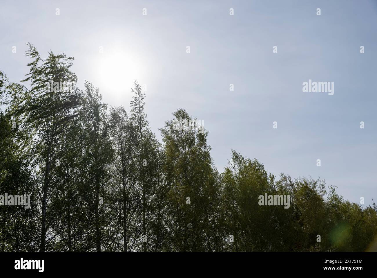 deciduous trees in spring in sunny windy weather, beautiful young ...