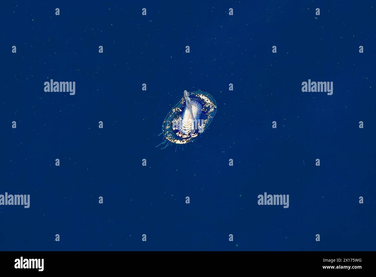 blue sail velella velella hydrozoa jellyfish, floating on sea surface ...