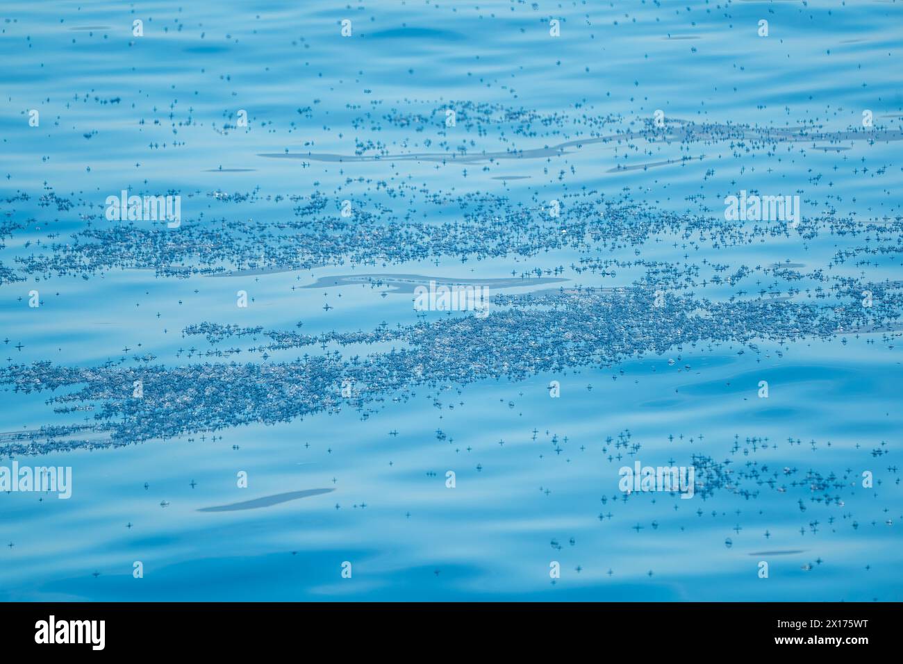 blue sail velella velella hydrozoa jellyfish, floating on sea surface ...