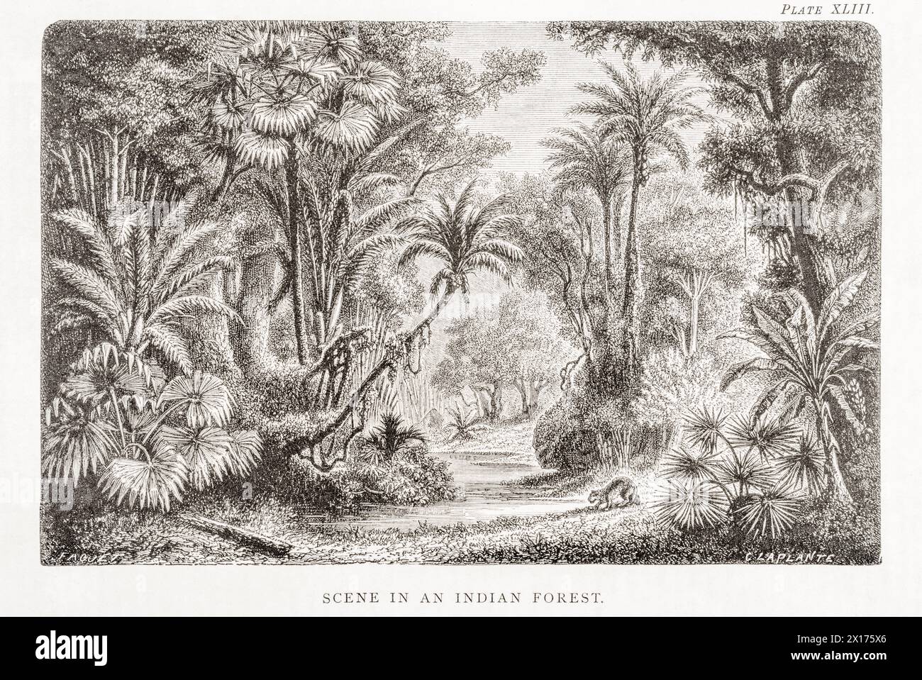 Jungle scene victorian hi-res stock photography and images - Alamy