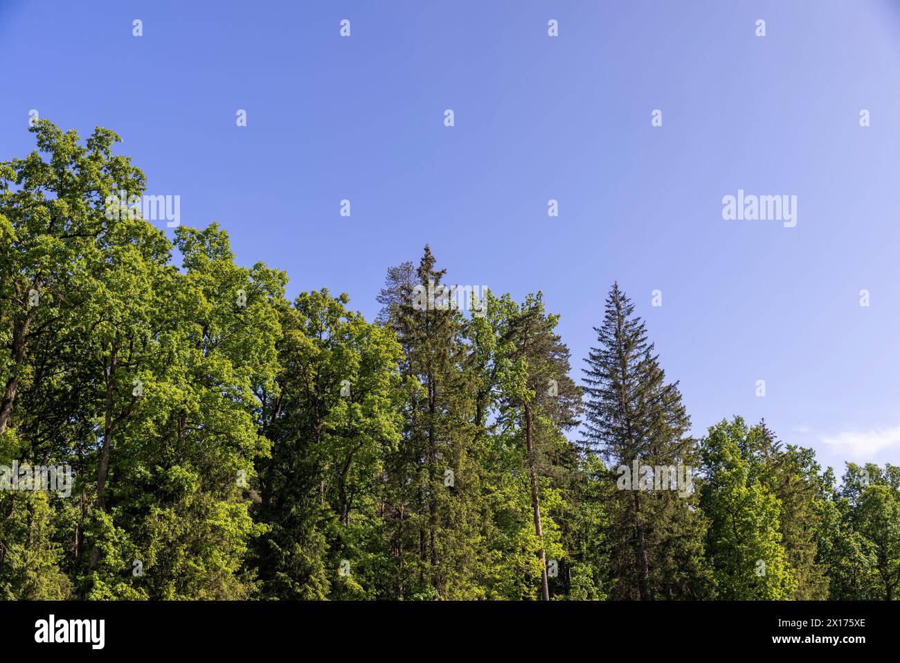 deciduous trees in the summer, a rural area with different deciduous ...