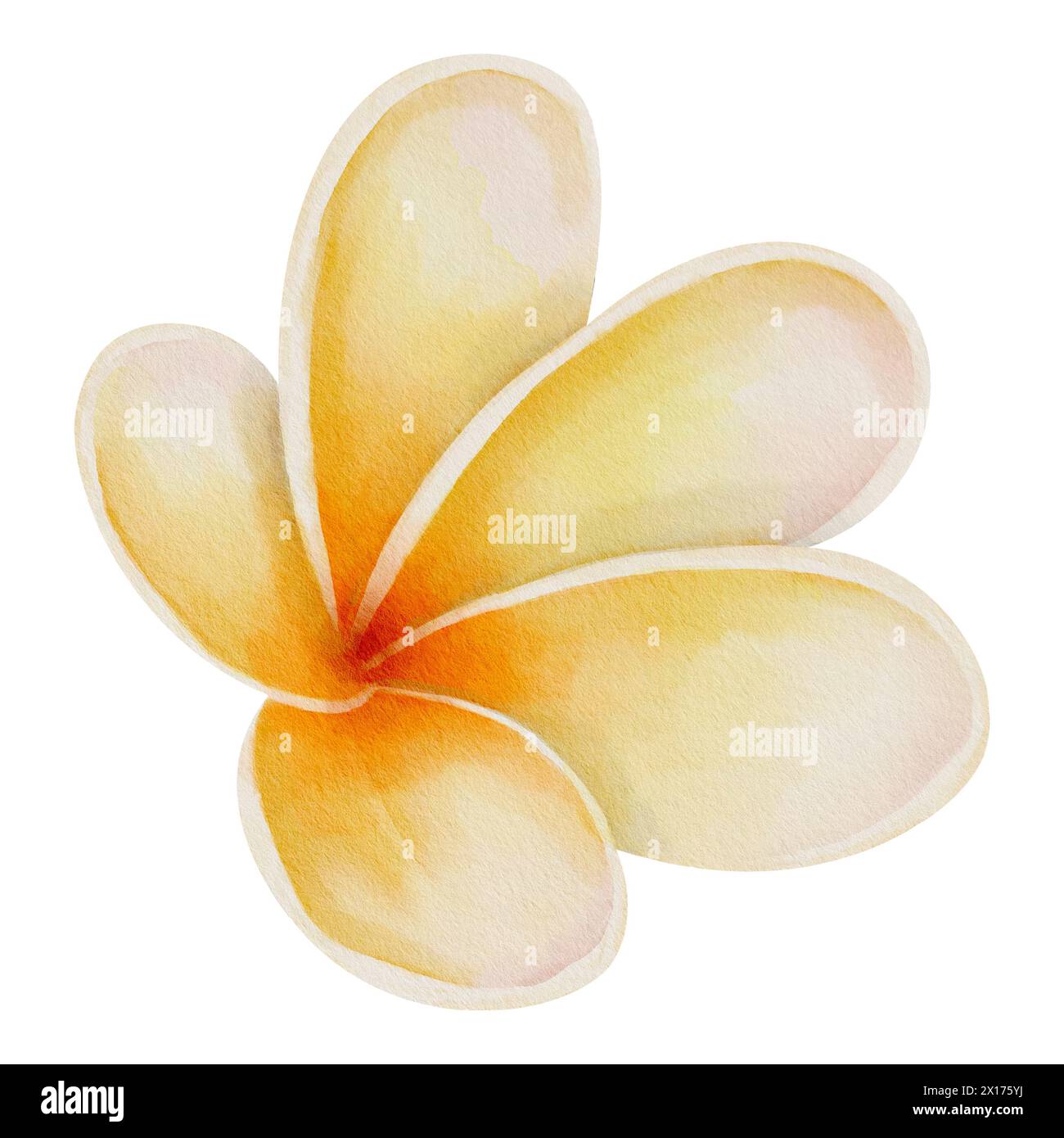 Plumeria Flower Watercolor illustration. Hand drawn clip art of ...
