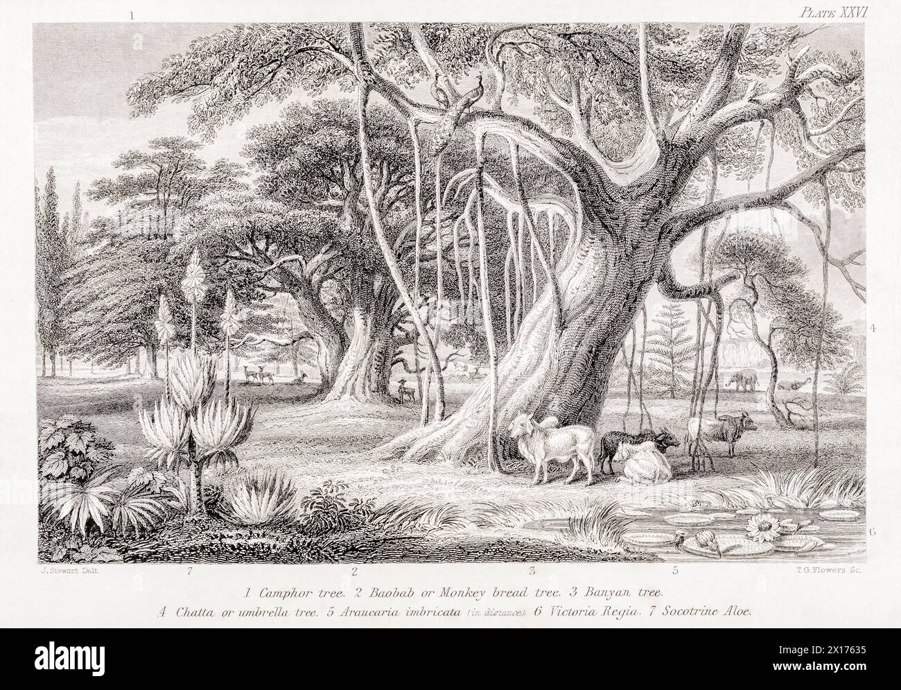 1872 Victorian botanical picture in William Rhind: Banyan & Boabab ...