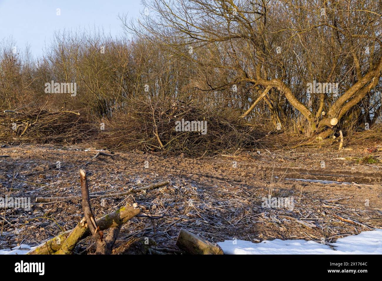 an area with cut down forests and shrubs, cutting and harvesting of ...