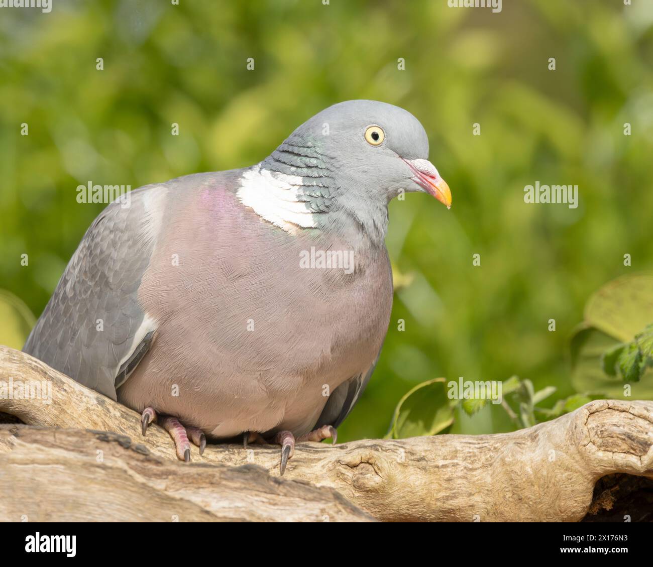 Garden bird pests hi-res stock photography and images - Alamy