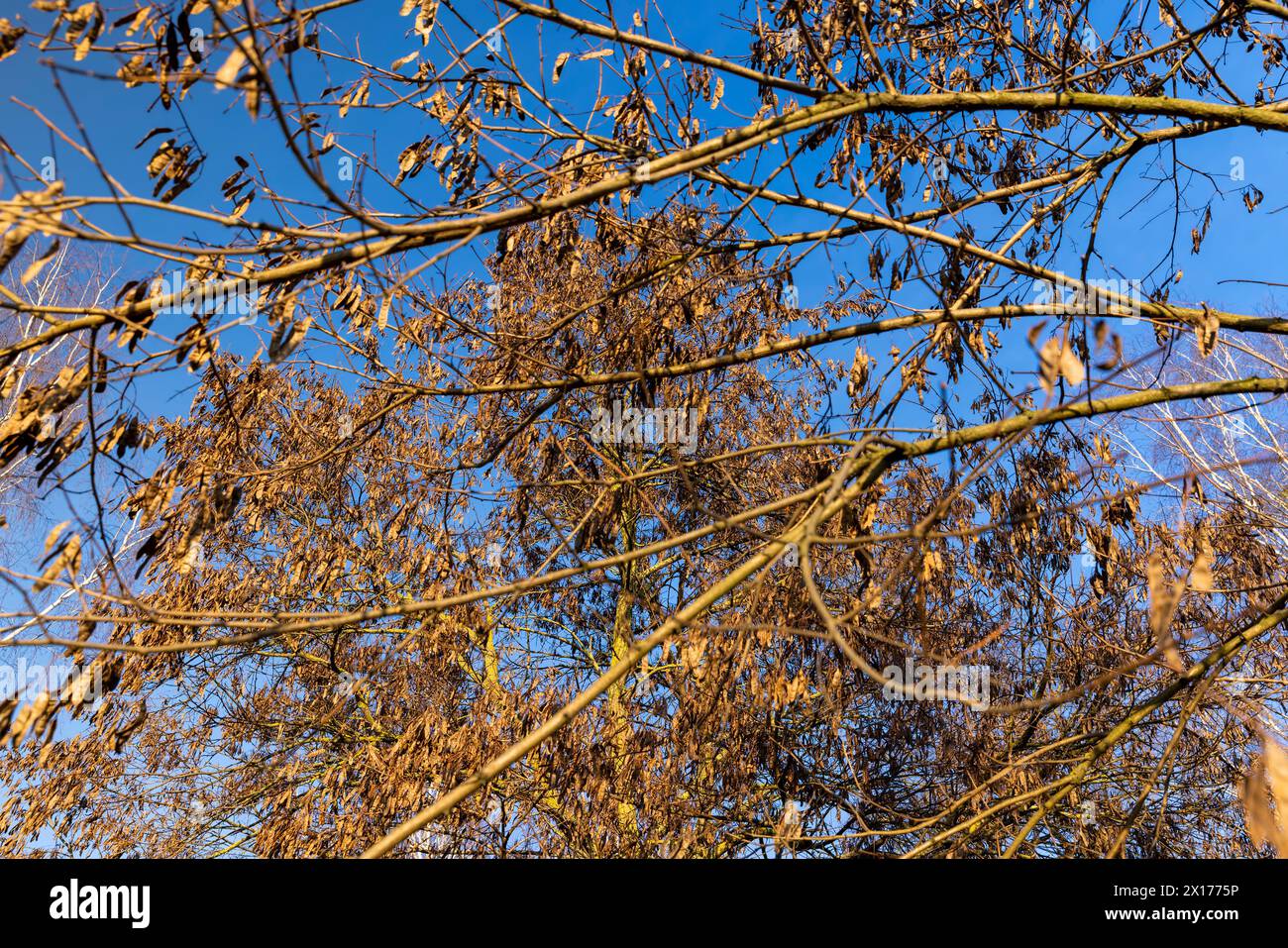 Acacia seeds hang on branches hi-res stock photography and images - Alamy