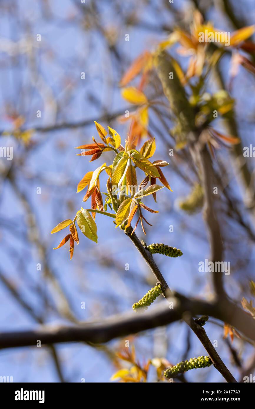 blooming walnut in spring in sunny weather, blooming walnut tree in the ...