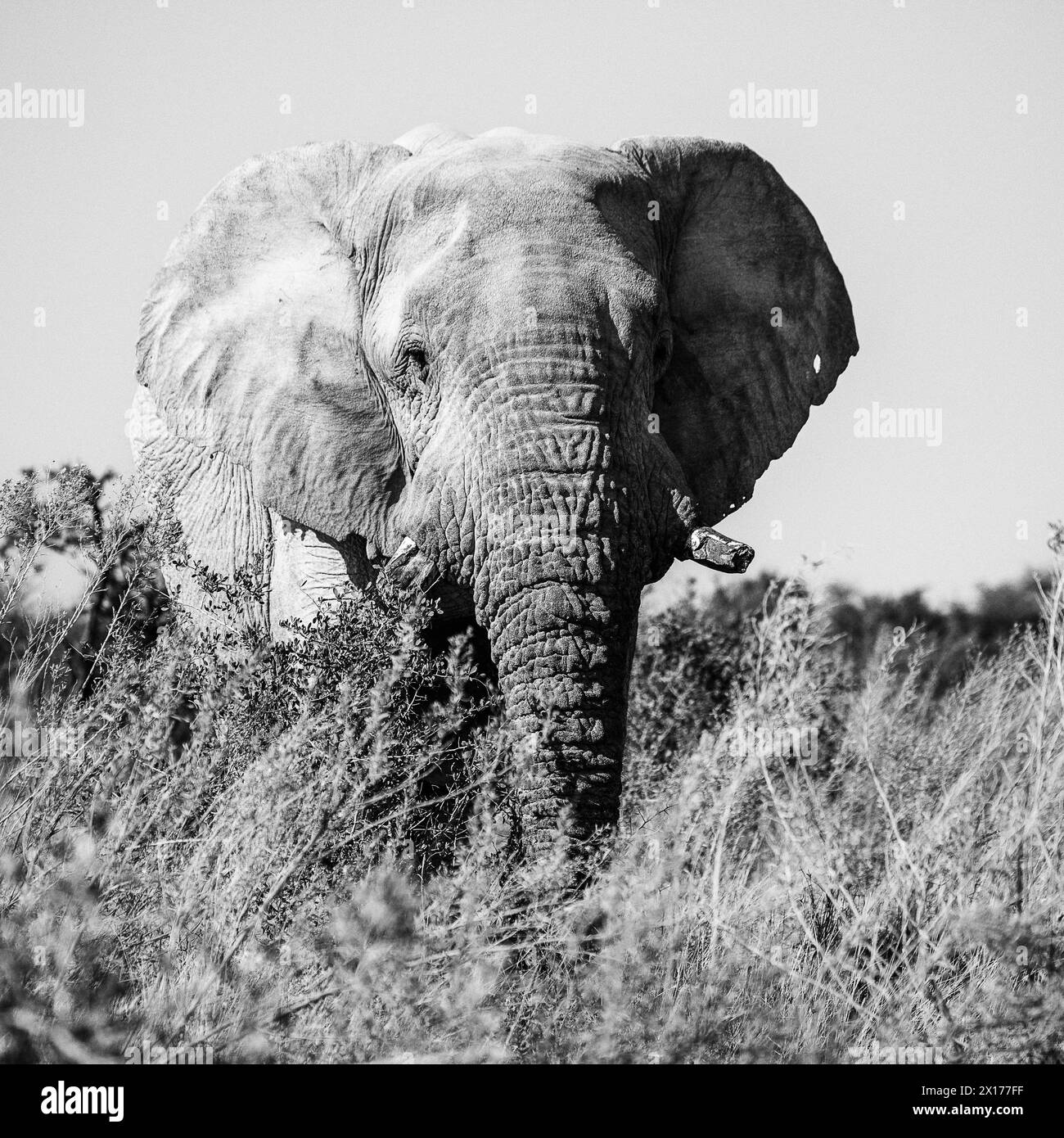 Elephants of Africa Stock Photo - Alamy