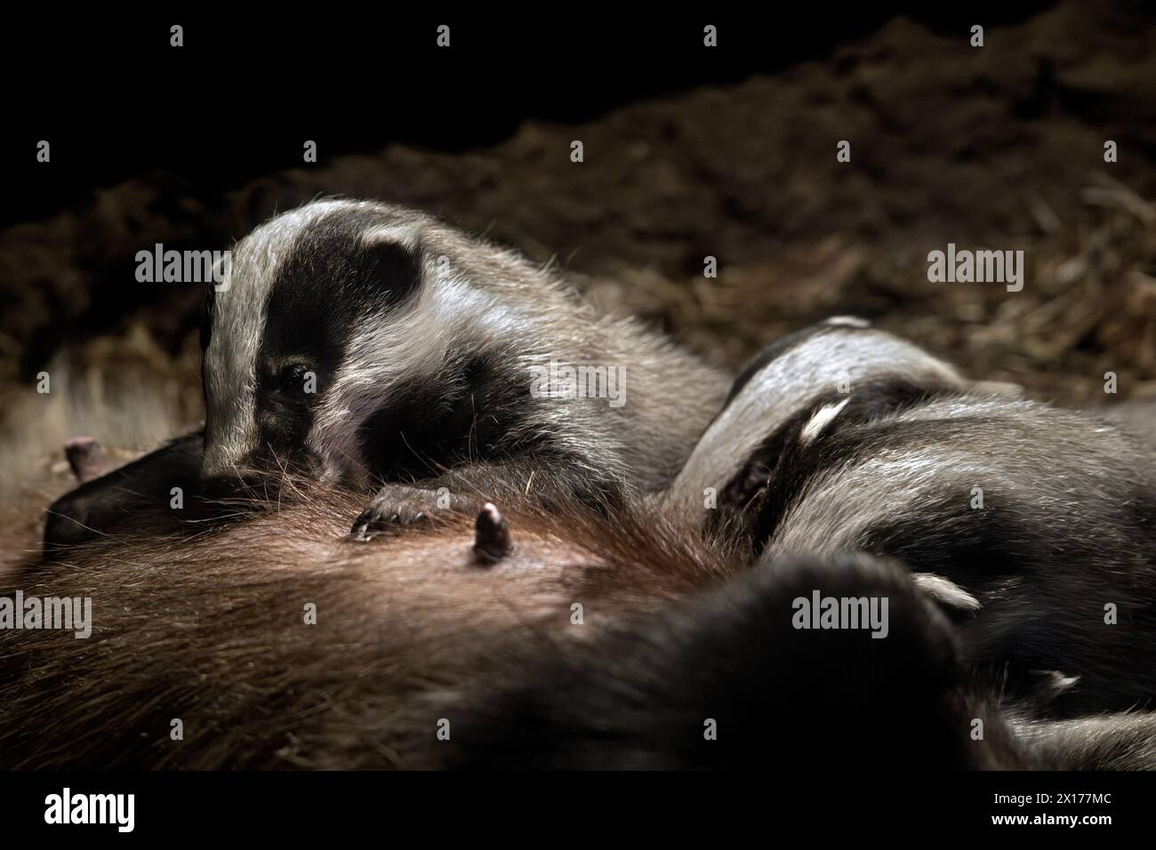 European badger sow / female (Meles meles) suckling litter of cubs in ...