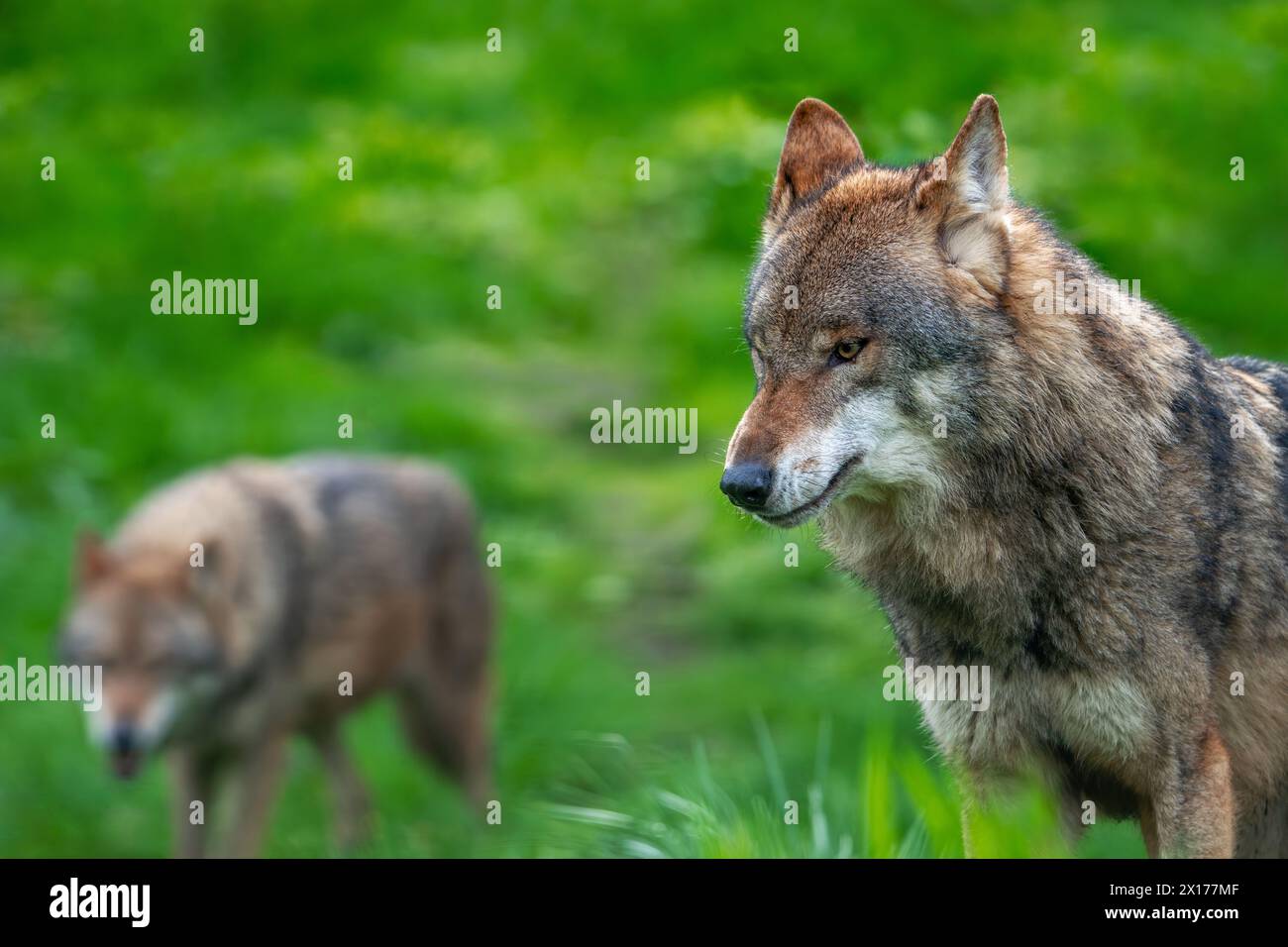 Two Eurasian wolves / grey wolf pair (Canis lupus lupus) hunting in ...