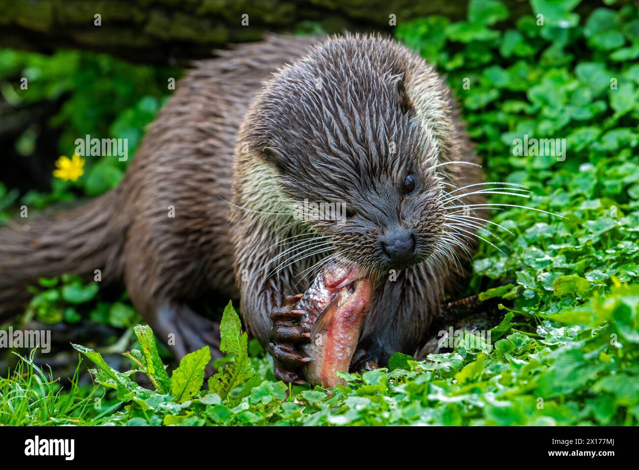 Eurasian otter / European river otter (Lutra lutra) eating caught ...